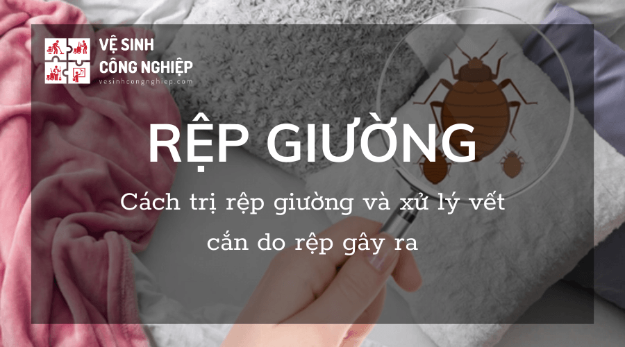Cách trị rệp giường và xử lý rệp giường cắn hiệu quả