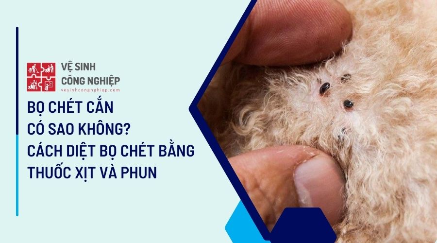 Bọ chét cắn có sao không? Cách diệt bọ chét bằng thuốc xịt và phun